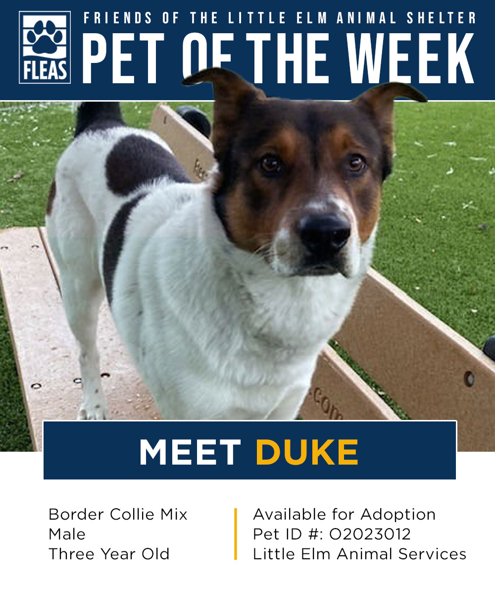 Meet Duke! – Friends of Little Elm Animal Support