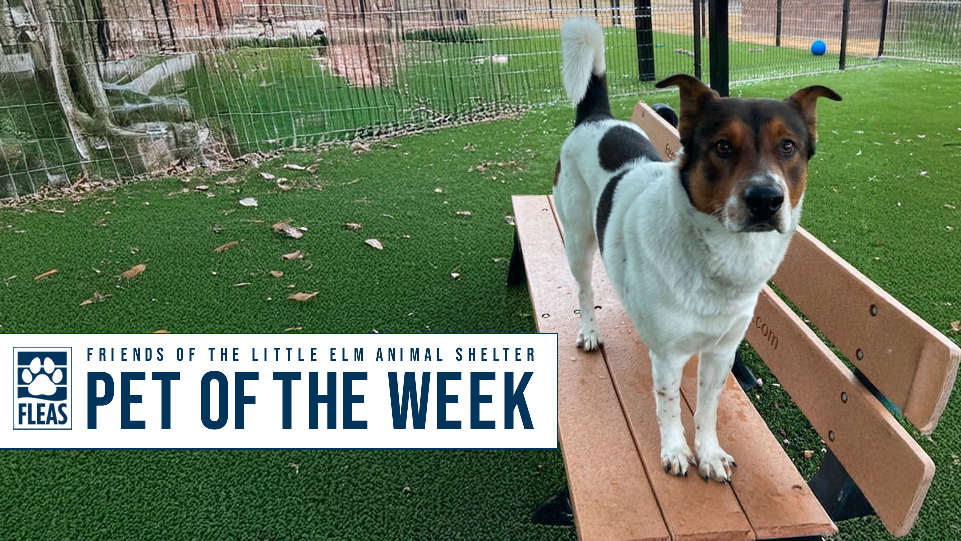 Meet Duke! – Friends of Little Elm Animal Support