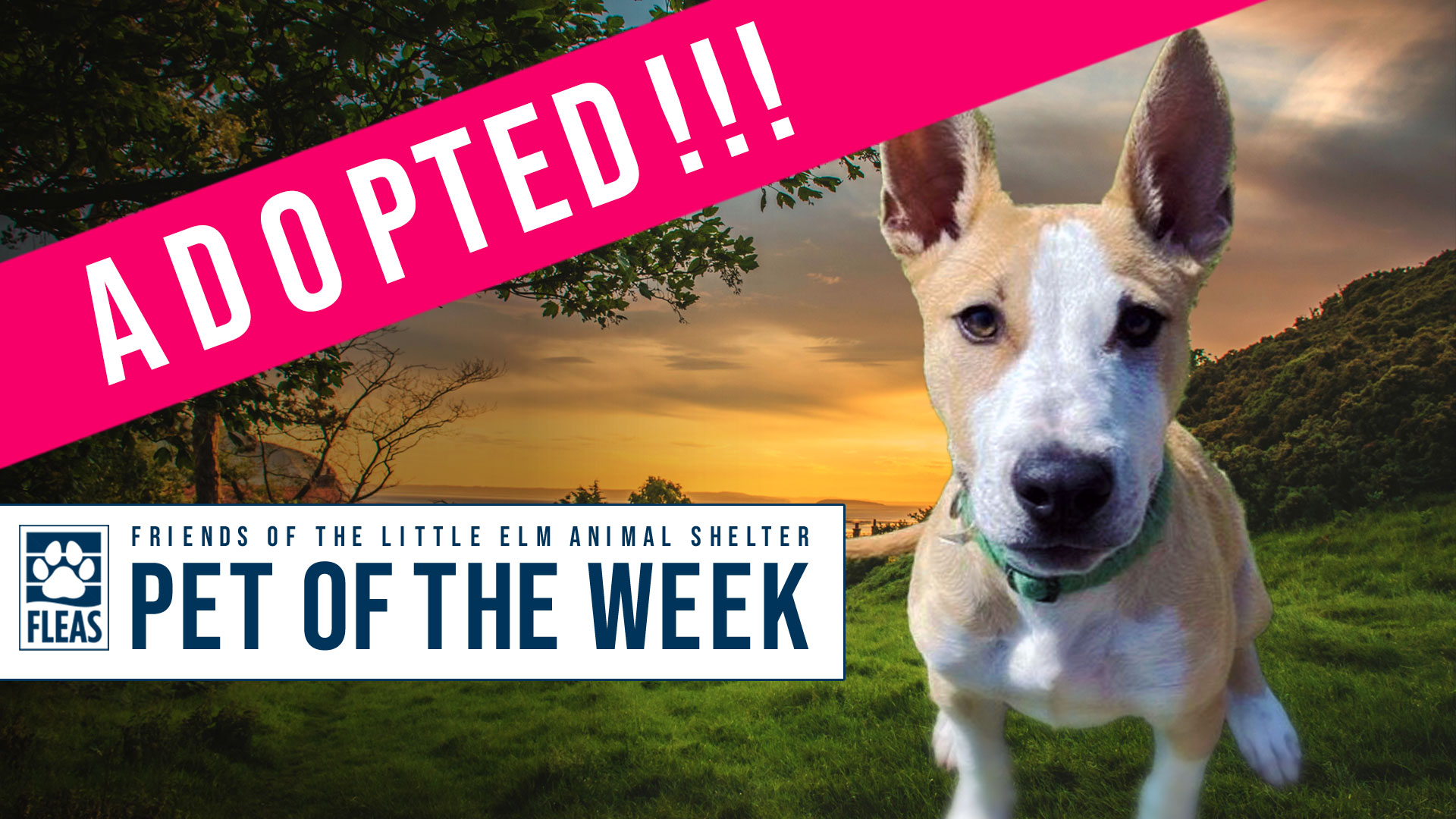 Meet Bruce – Friends of Little Elm Animal Support